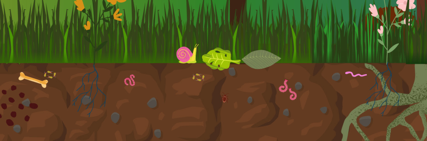 Tips voor een gezonde bodem | CROW Essit