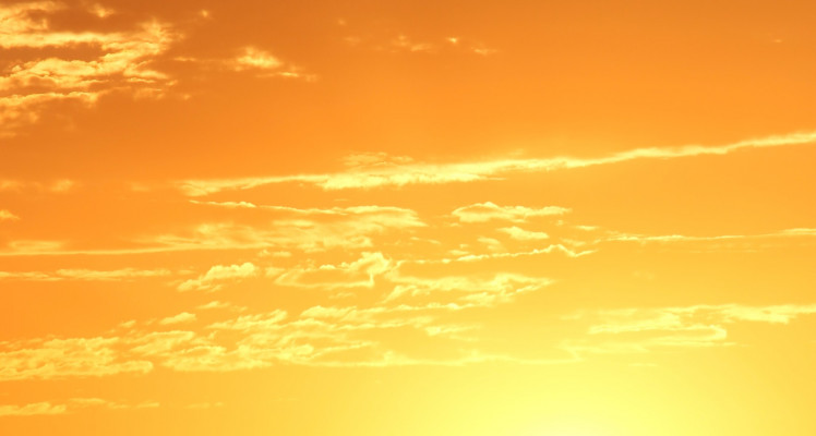 Aftrap participatieproject Pientere Tuinen | CROW Essit